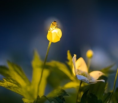 About The Firefly Method® – Firefly Somatics™